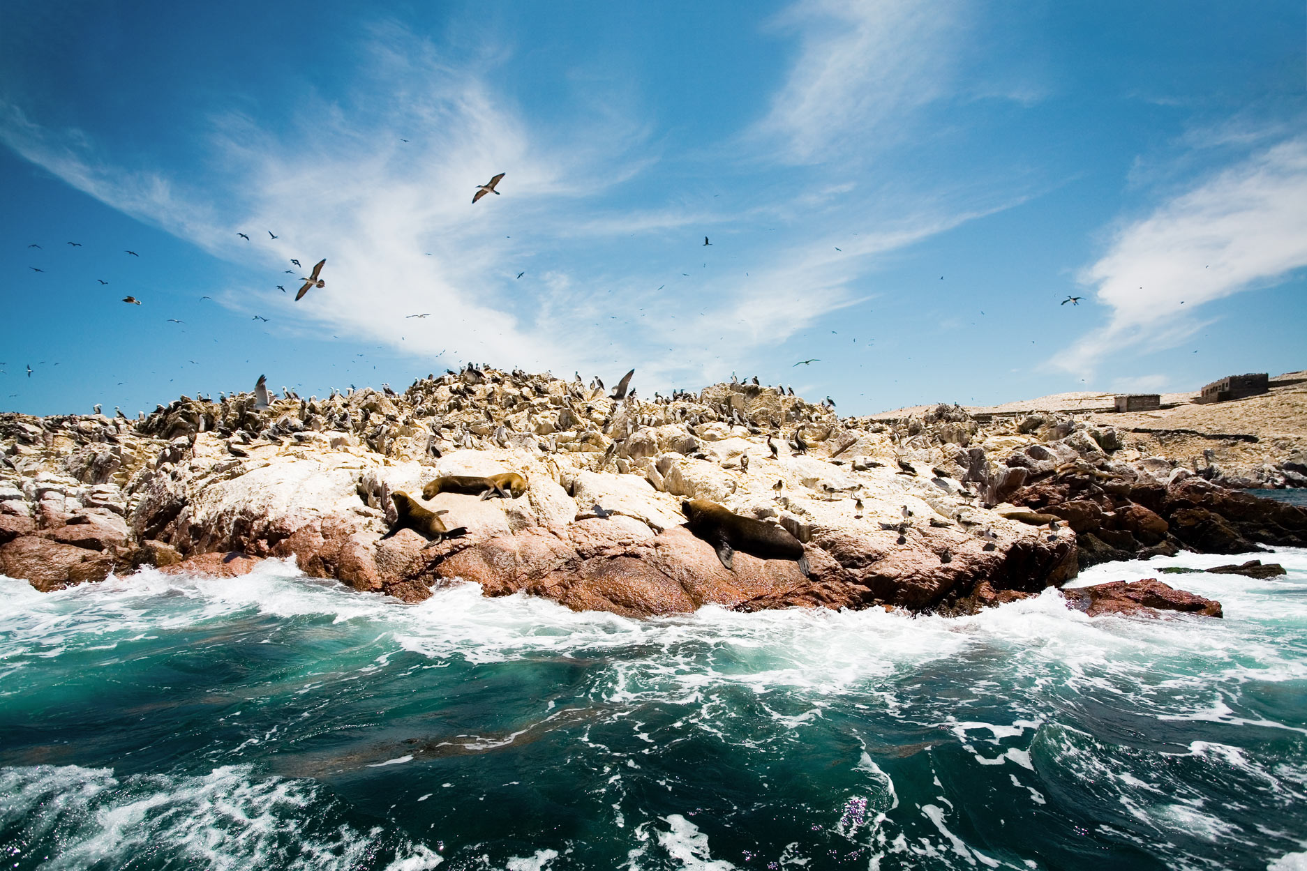 Paracas y las Islas Ballestas: Información Esencial